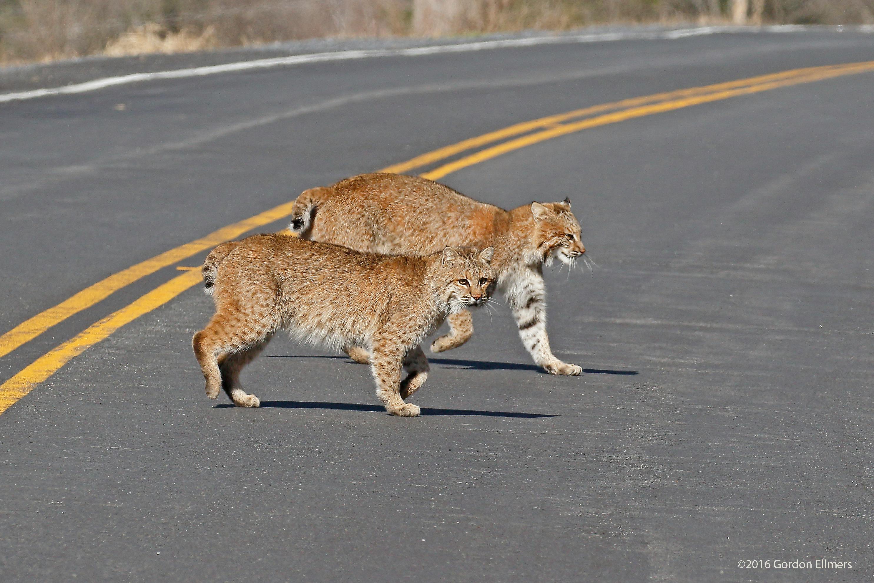 Make Way for Wildlife | Roads & Bridges
